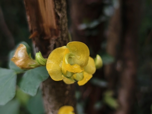 Dunbaria villosa · iNaturalist United Kingdom