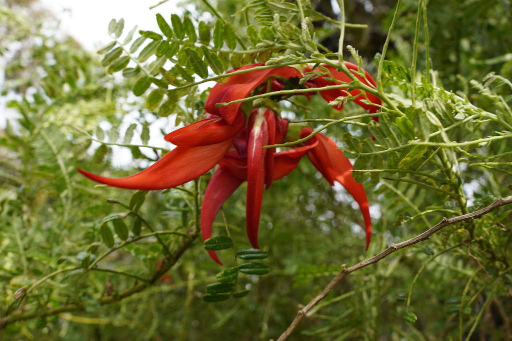 Kaka beak in March 2024 by Pierre-Louis Stenger · iNaturalist