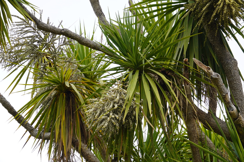 New Zealand cabbage tree from Te Anau, New Zealand on March 26, 2024 at ...