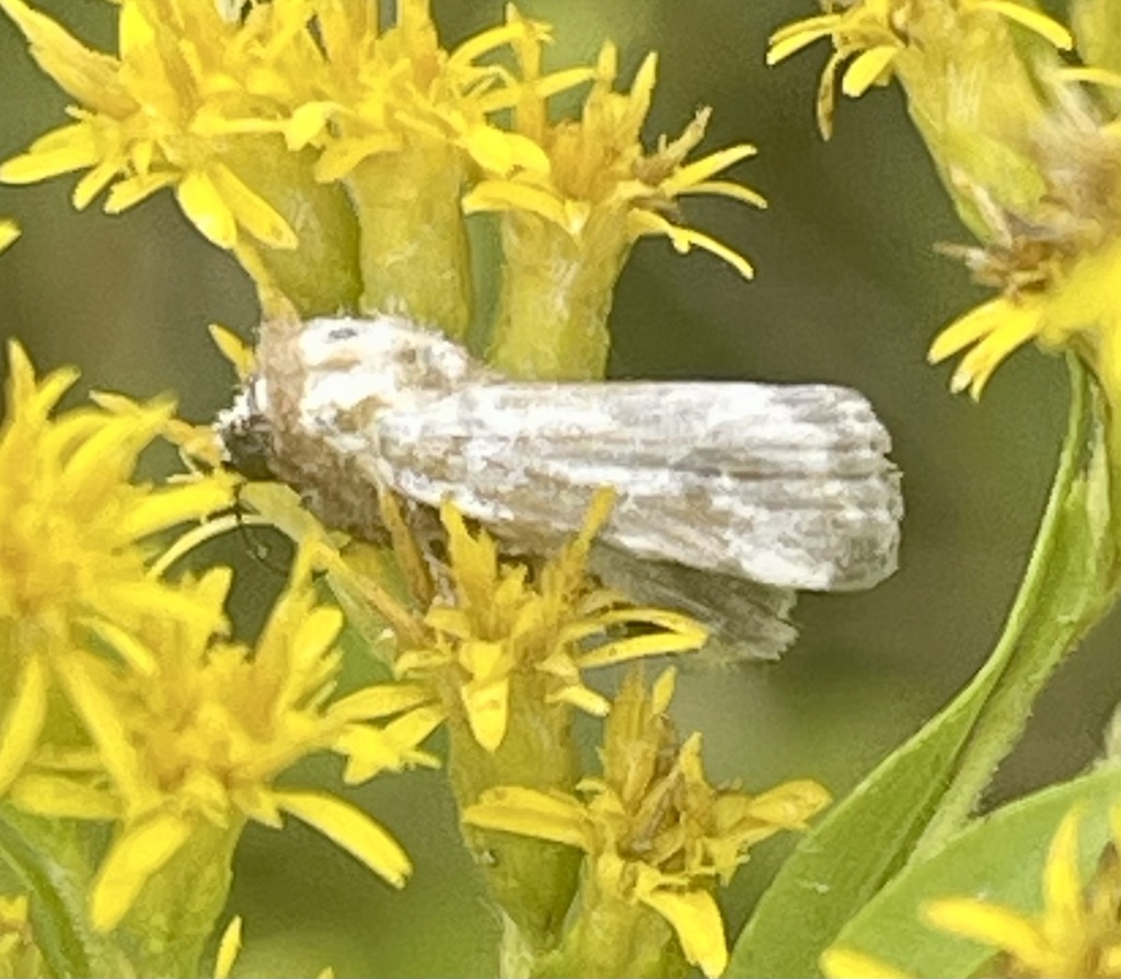 Goldenrod Flower Moth from Chassahowitzka Wildlife Management Area ...