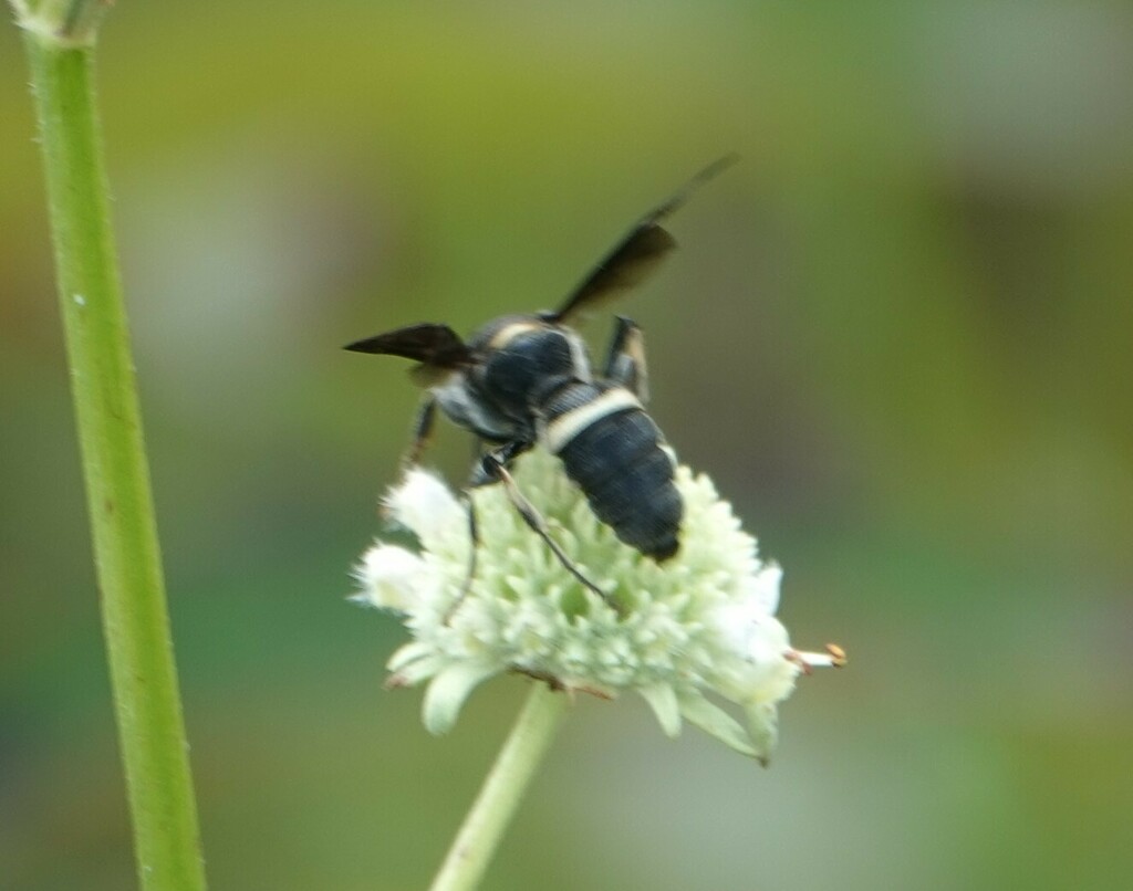 Smoky-winged Beetle Bandit Wasp from Hernando County, FL, USA on ...