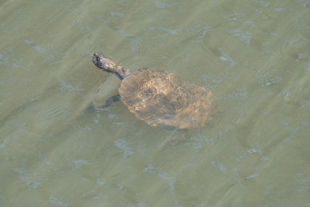 Krefft's River Turtle from Adavale QLD 4474, Australia on September 16 ...