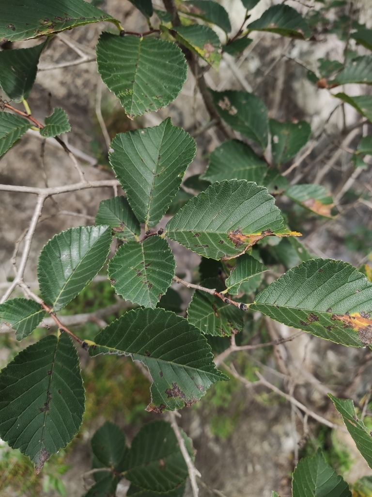 large-fruited elm from Beijing, Beijing, CN on September 14, 2024 at 02 ...