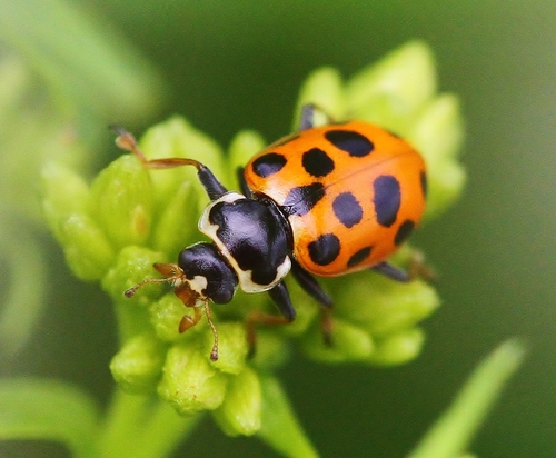 Cucujiform Beetles (Infraorder Cucujiformia) · iNaturalist