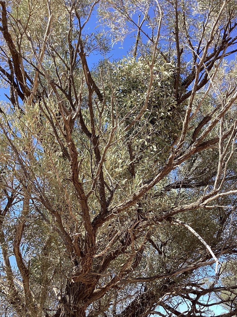 dicots from Bulloo Developmental Rd, Norley, QLD, AU on September 8 ...
