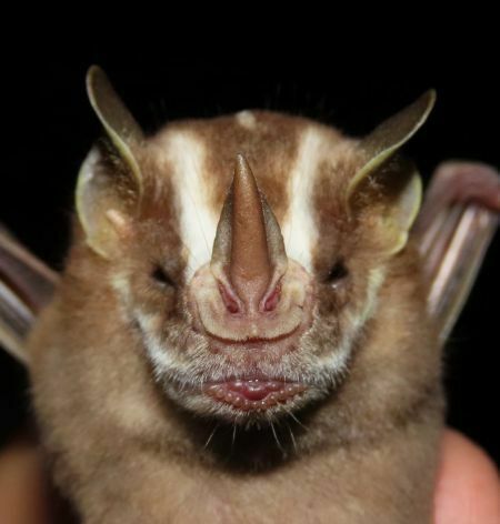 Incan Broad-nosed Bat from Remire-Montjoly 97354, Guyane française on ...