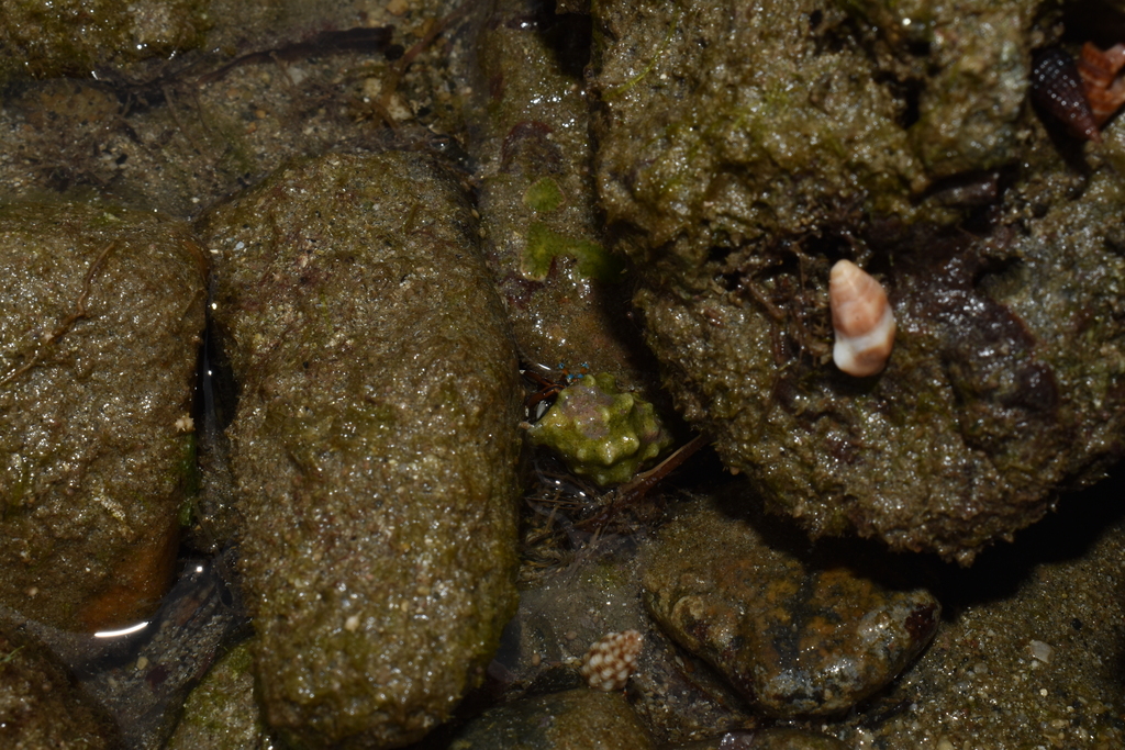 Left-handed Hermit Crab from Lobo, Batangas, Philippines on September ...