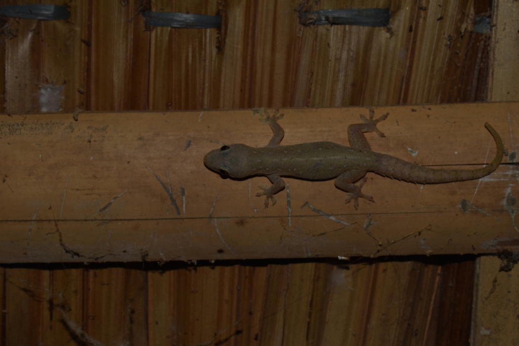 Asian House Gecko from Lobo, Batangas, Philippines on September 14 ...