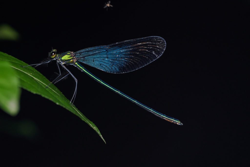 Matrona basilaris from 中国浙江省杭州市西湖区 on September 2, 2023 at 07:38 PM by ...