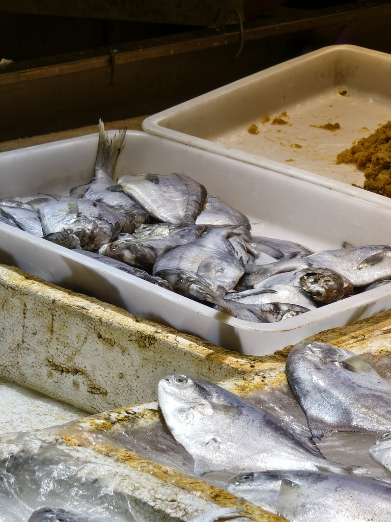 Pacific rudderfish in September 2024 by 李博恒 · iNaturalist