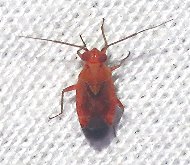 Agnocoris from 32 Panoramic Drive, Narangba, Brisbane QLD, Australia on ...