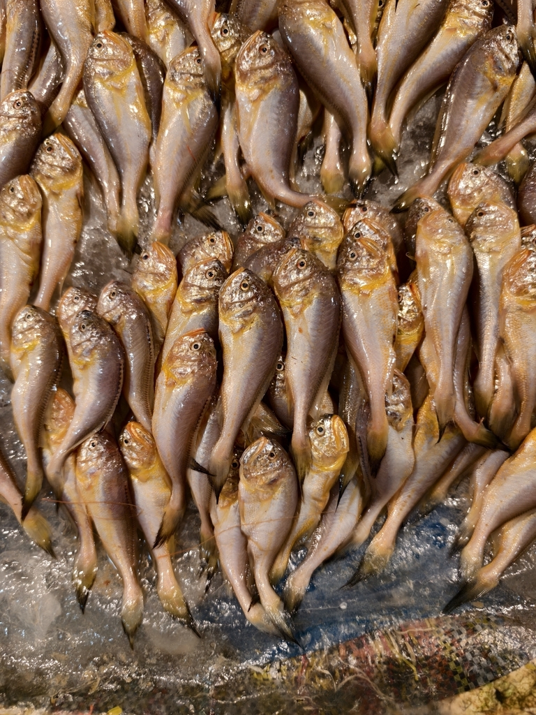 Collichthys lucidus in September 2024 by 李博恒 · iNaturalist