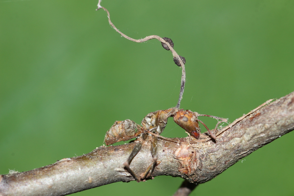 Ophiocordyceps kimflemingiae from Orange County, IN, USA on July 21 ...