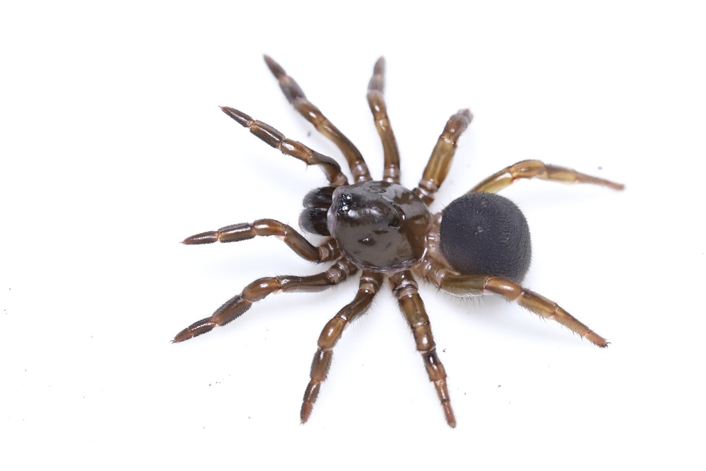 Conothele from 禄丰市, 楚雄彝族自治州, 云南省, CN on September 16, 2024 at 09:17 PM ...