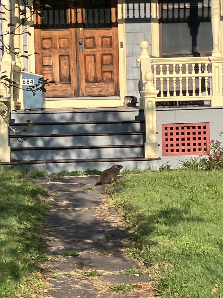 Groundhog from Whitney Ave, New Haven, CT, US on September 16, 2024 at ...