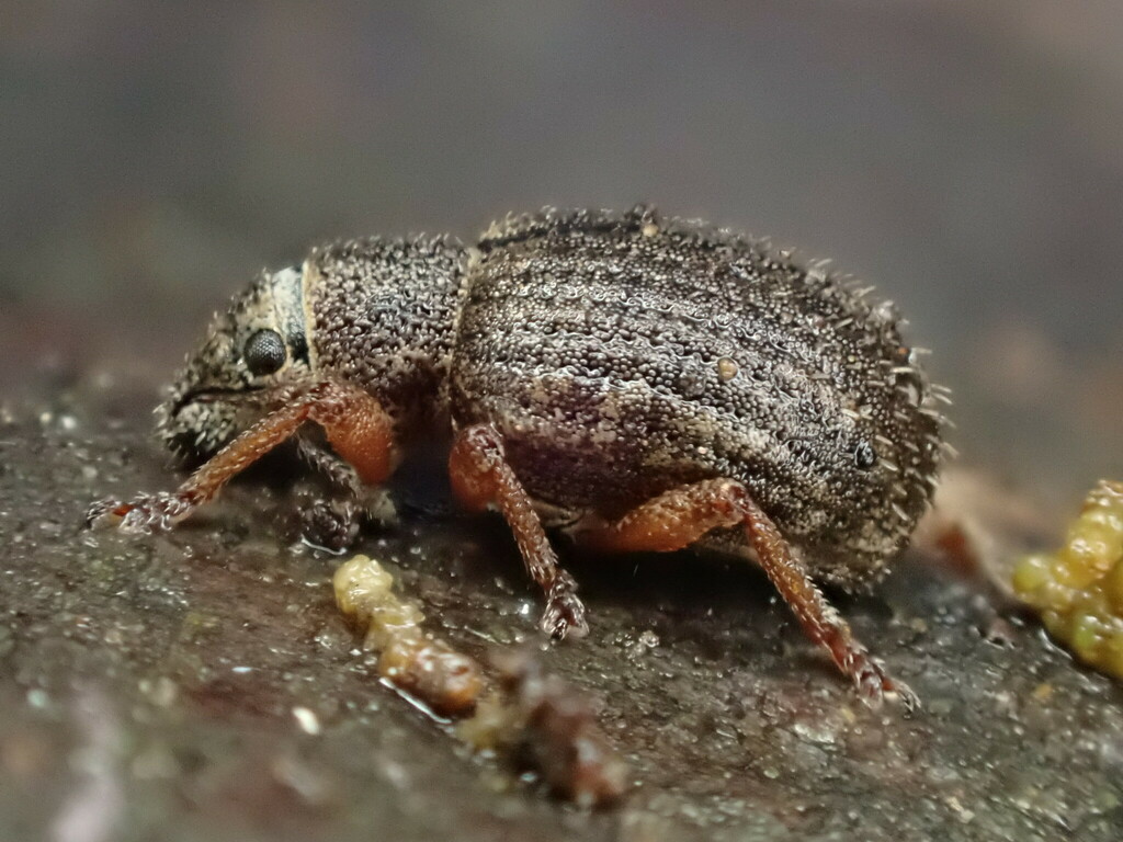 Nut Leaf Weevil from Bowen Island, BC, Canada on September 15, 2024 at ...