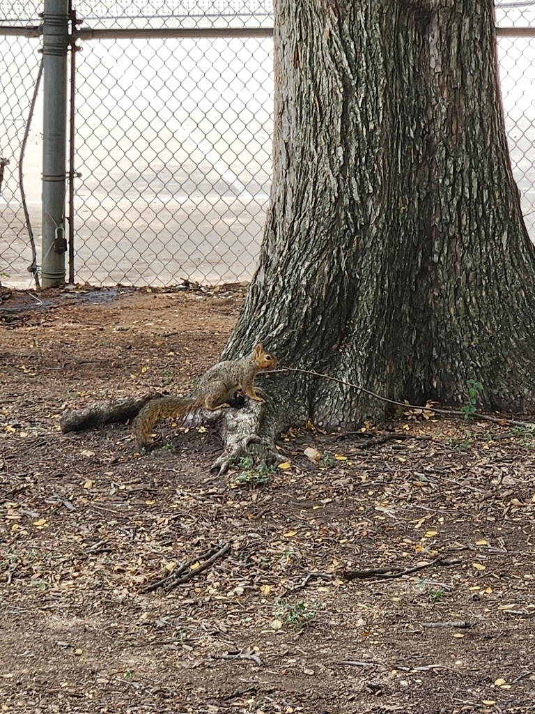 Eastern Fox Squirrel from Hancock, Austin, TX, USA on September 11 ...