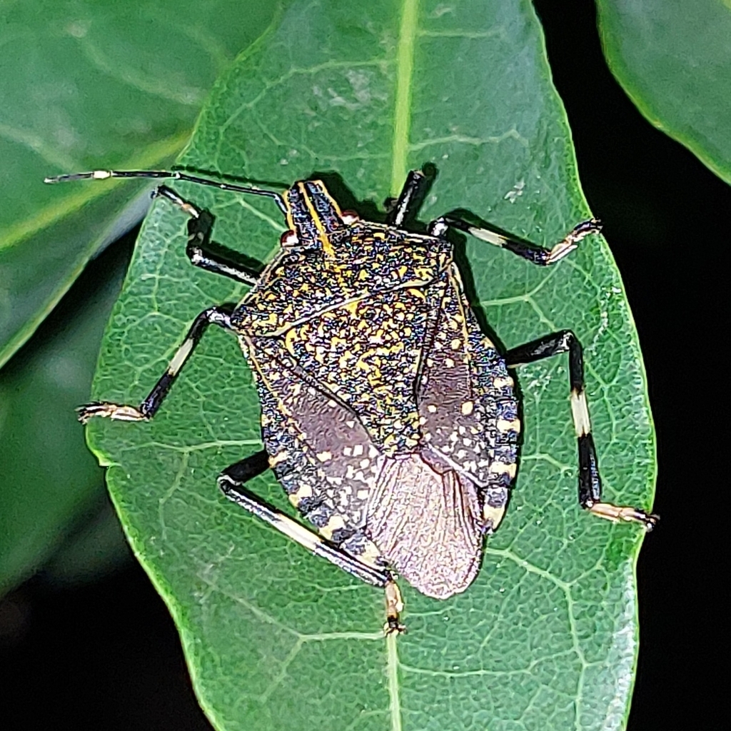 Yellow-spotted Stink Bug from 920-0865, Japan on September 16, 2024 at ...