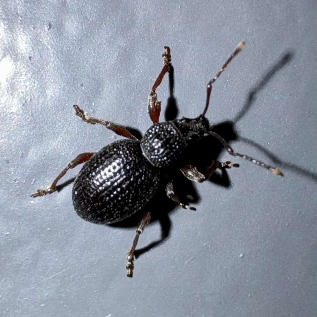 Strawberry Root Weevil from Michigan Technological University, Houghton ...