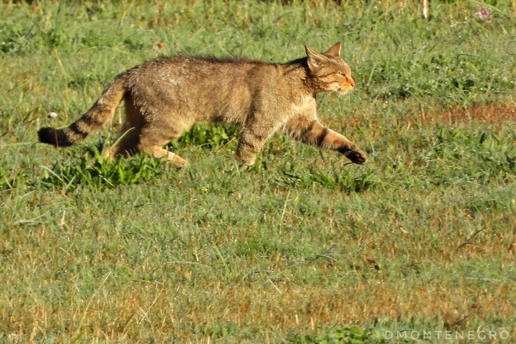 European Wildcat in September 2024 by Diego Montenegro · iNaturalist