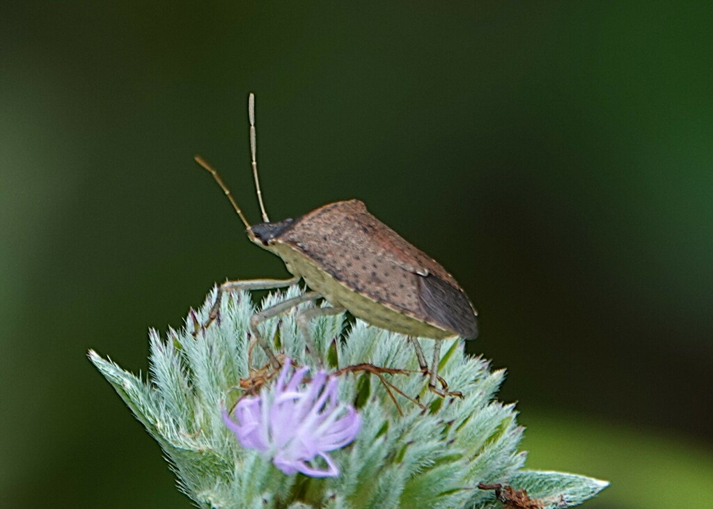 Pale-lined Stink Bug from Hernando County, FL, USA on September 15 ...