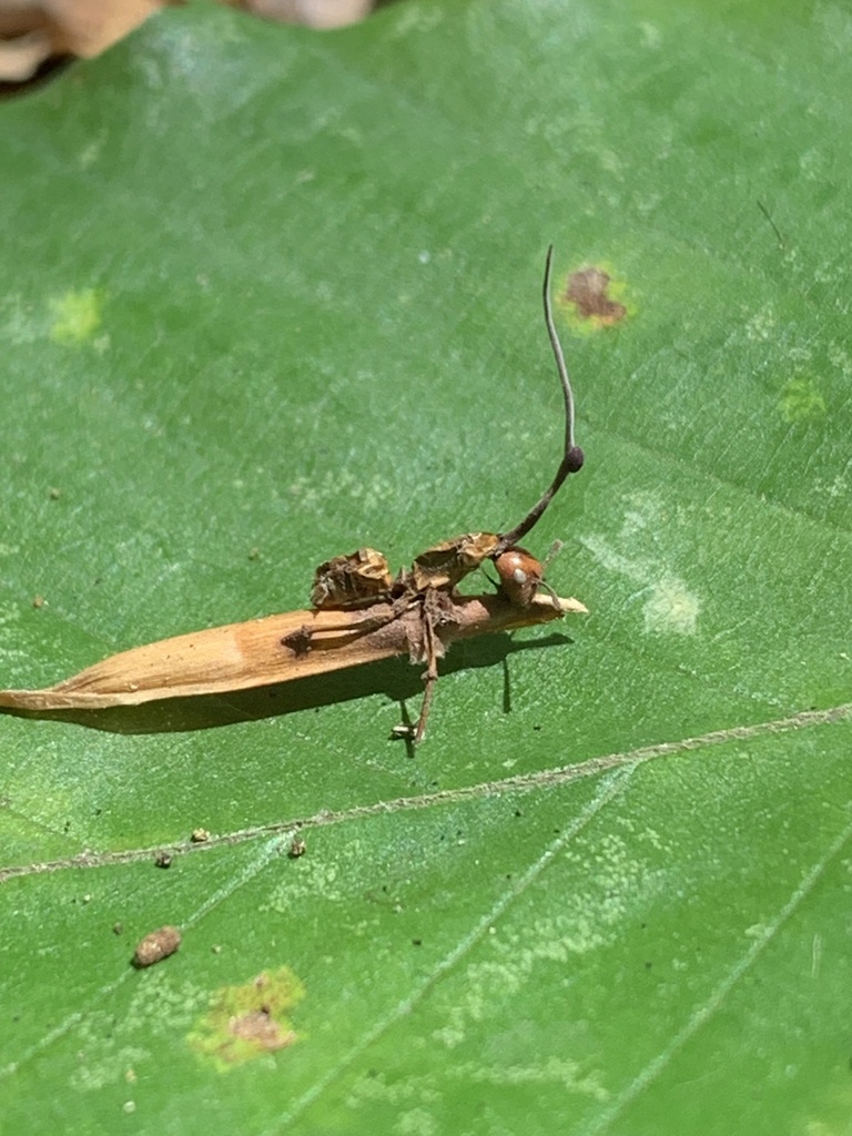 Ophiocordyceps from Hoosier National Forest, Paoli, IN, US on August 11 ...
