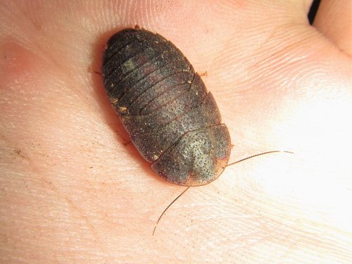 Genus Neolaxta · iNaturalist