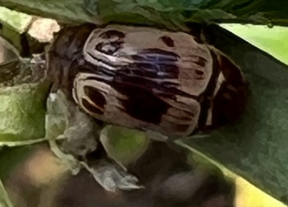 Cryptocephalus mutabilis from Greenbelt, MD, USA on September 16, 2024 ...