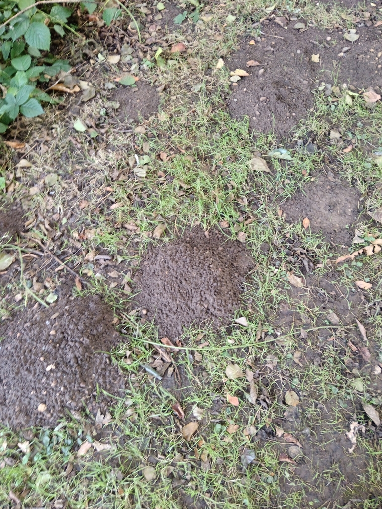 European Mole from Askham Bryan, York, UK on September 16, 2024 at 03: ...