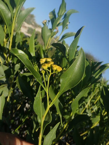 Psiadia coarctata · iNaturalist Mexico