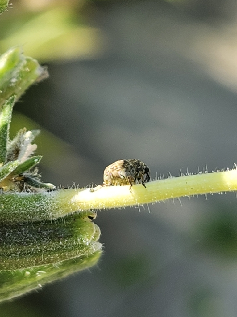 Acanthoscelidius acephalus from Newton Centre, Newton, MA, USA on ...