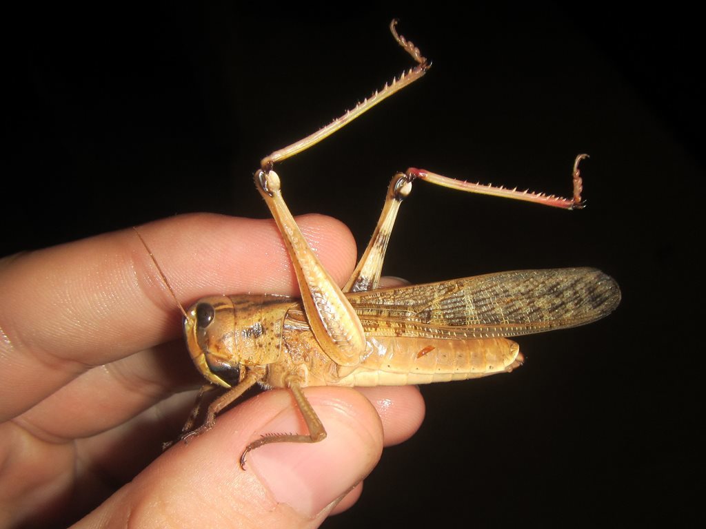 Locusta migratoria migratorioides (Reiche & Fairmaire, 1849)