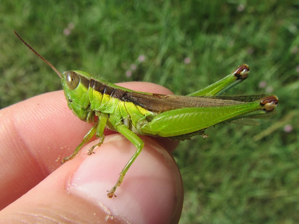 Japanese Rice Grasshopper from 140 Douglas Creek Rd, Stewart Creek ...