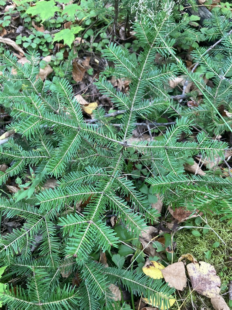 balsam fir from Ottawa National Forest, Pelkie, MI, US on September 16 ...