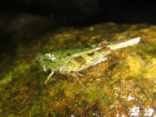 Paratettix amplus · iNaturalist United Kingdom