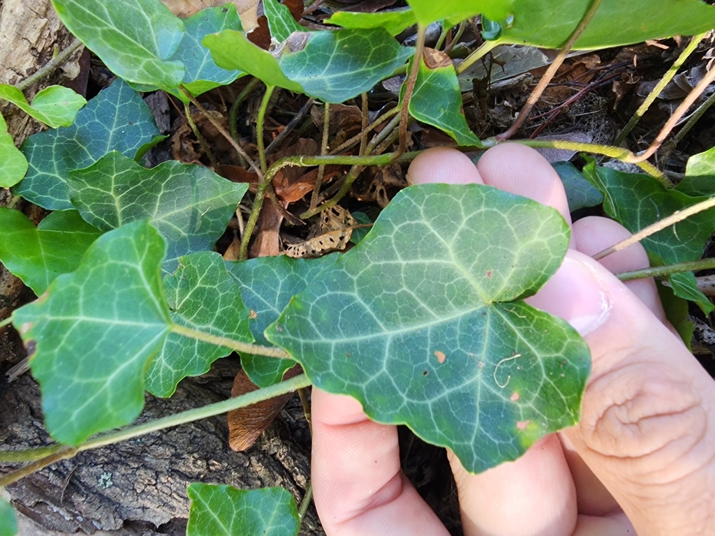 common ivy from College Heights, Ypsilanti, MI 48197, USA on September ...