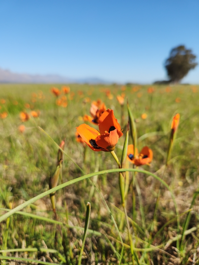Orange Flappie from Drakenstein Municipality, South Africa on September ...