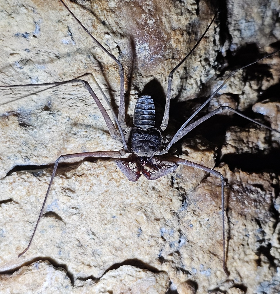 Tendarapo de patas ocres desde Solidaridad, Q.R., México el 16 de ...