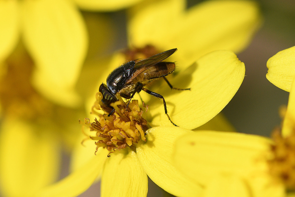Rhinia nigricornis from Colchester, Gqeberha, South Africa on May 18 ...