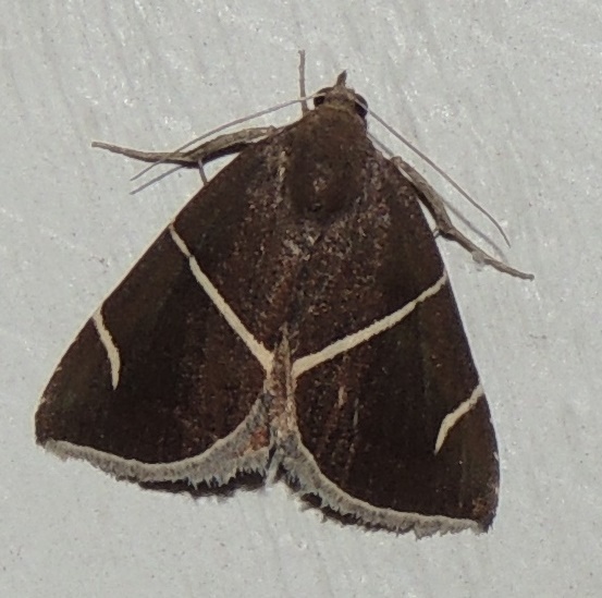 Short-lined Chocolate (Moths of Dallas/Fort Worth, Texas) · iNaturalist