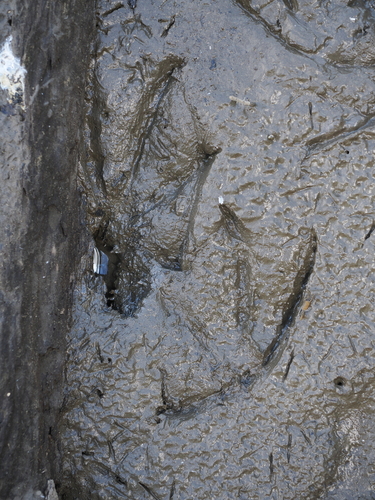 iNaturalist Tracking Database – NatureTracking