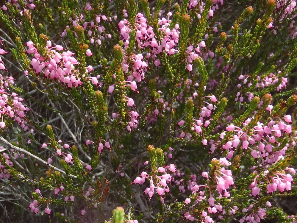 Erica scytophylla from De Hoop Nature Reserve, Overberg District ...
