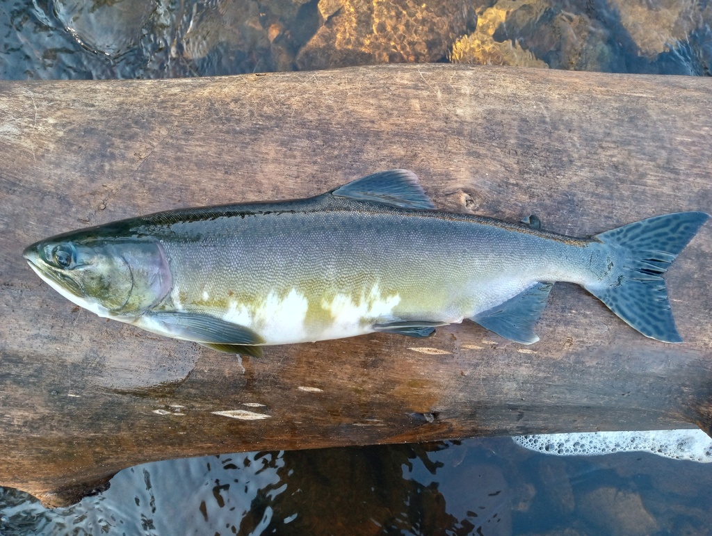 Pink Salmon (Oncorhynchus gorbuscha) - Marine Life Identification