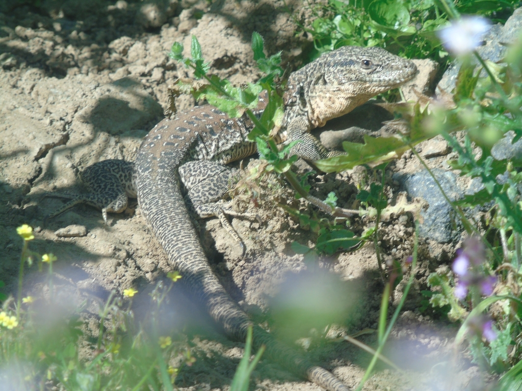 Spotted False Monitor from La Serena, Coquimbo, Chile on September 15 ...