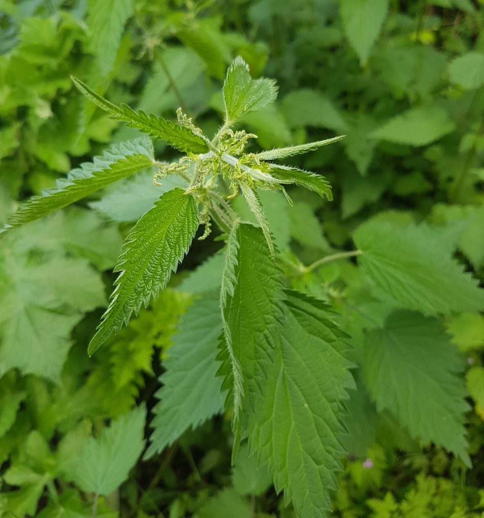 great stinging nettle from Shropshire, UK on June 16, 2024 at 10:15 AM ...
