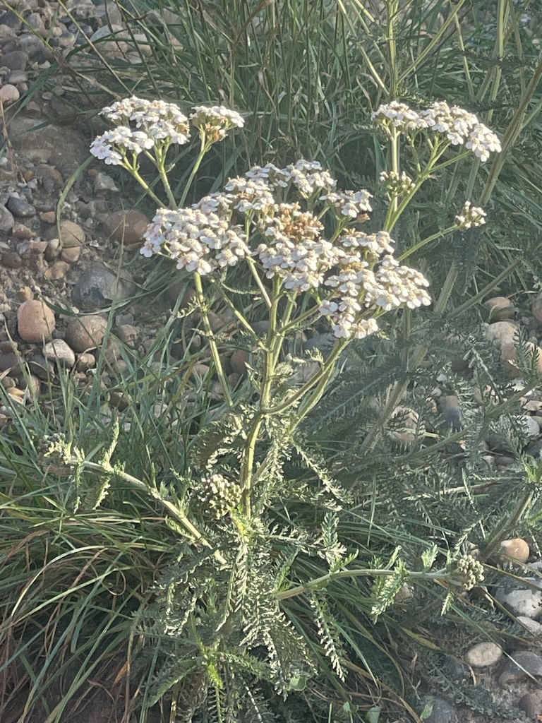 common yarrow from Greenwich Park, London, England, GB on September 16 ...