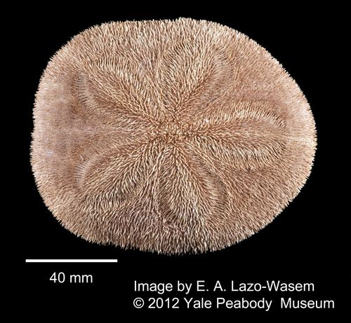 Sea Biscuits (Family Clypeasteridae) · iNaturalist United Kingdom