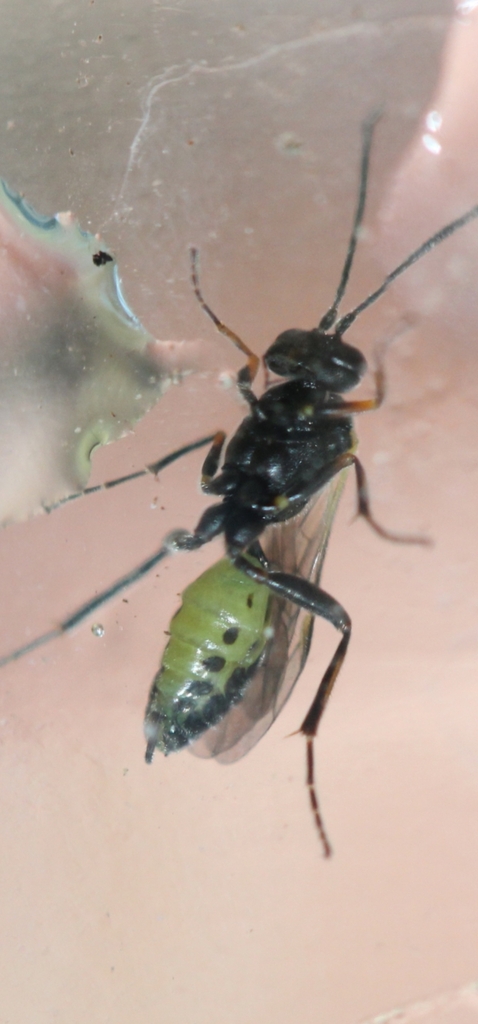 Bathyplectes infernalis from Pataskala, OH, USA on September 16, 2024 ...