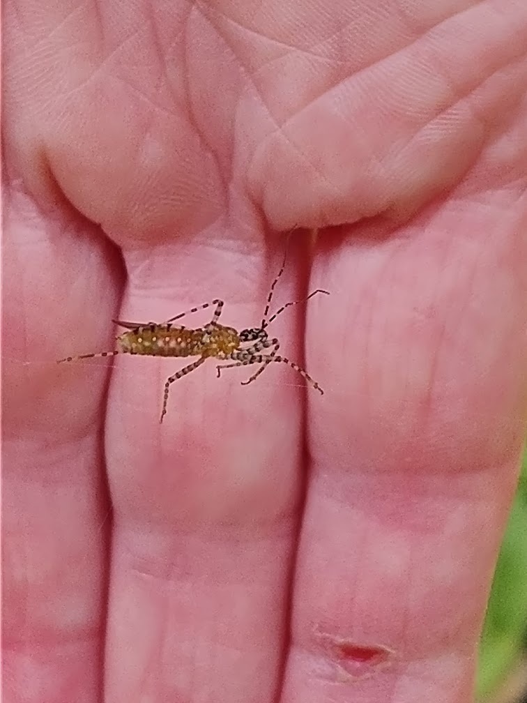 Ringed Assassin Bug from California, MD, USA on September 16, 2024 at ...