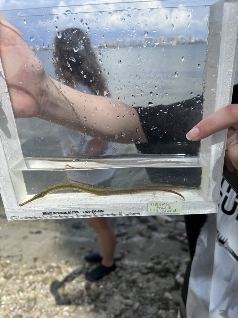 Dusky Pipefish from City Island, Sarasota, FL 34236, USA on September 9 ...